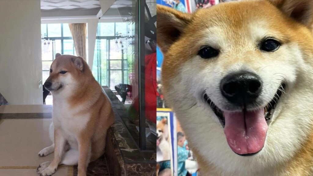 Beloved meme sensation, Cheems, passes away at the age of 12 after ...