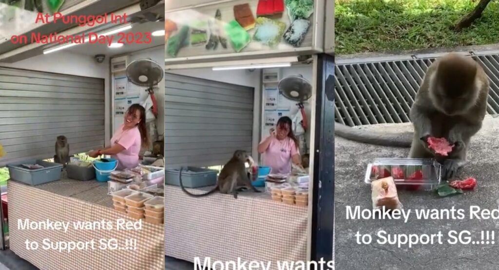 Cheeky monkey boldly snatches ang ku kueh from pastry stall at Punggol ...