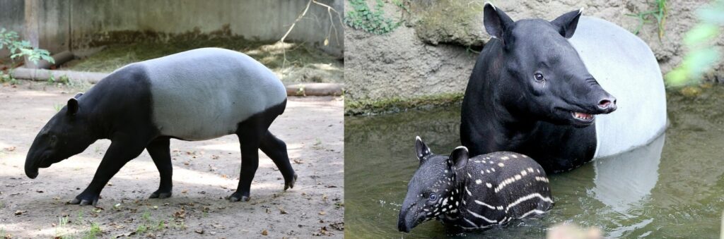Rare wildlife encounter: Speedy Malayan tapir outpaces cyclist in ...